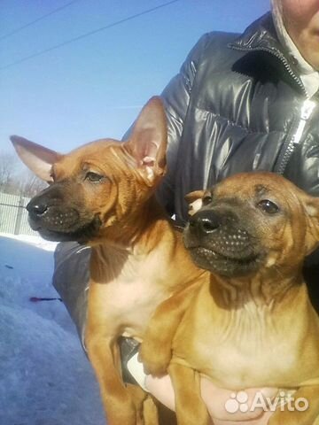 Красные малыши тайского риджбека