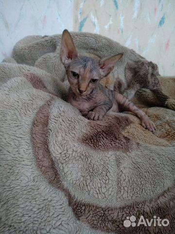 Продаем котят канадского сфинкса