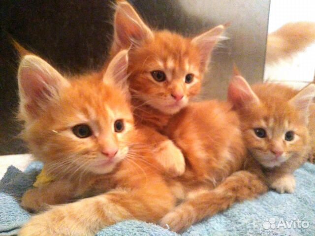 Рыжие крошки