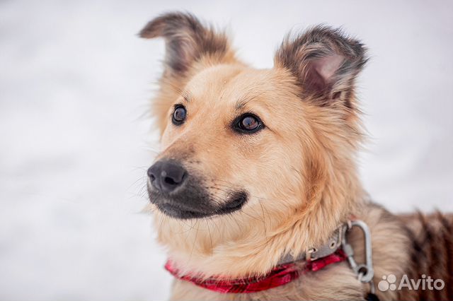 Собака- улыбака в дар,в добрые руки