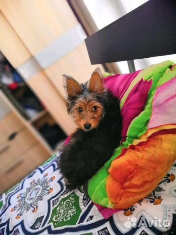 Йоркширский терьер