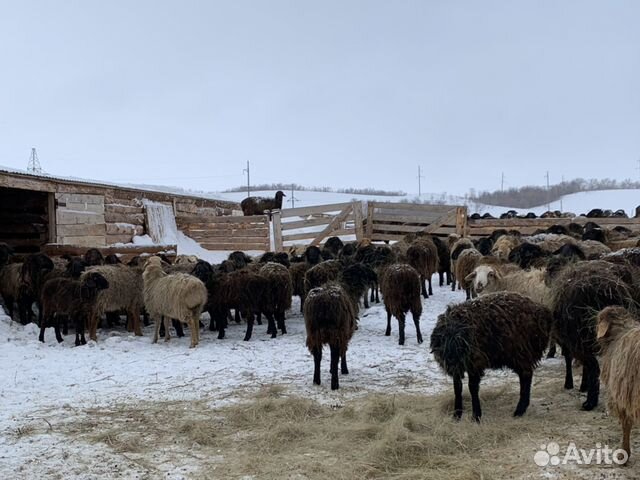 Бараны эдилбаии