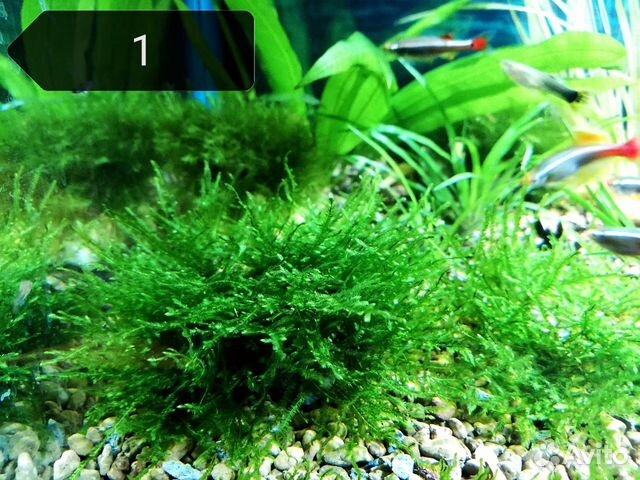 Продаю растения. Неоны голубые