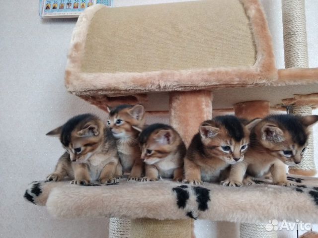 Бронь абиссинских котяток