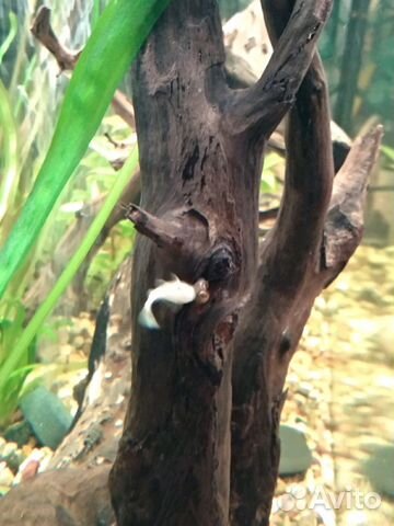 Аквариумные улитки разные