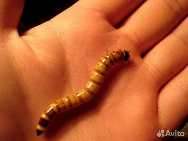 Зоофобус живой 4-5 см для корма