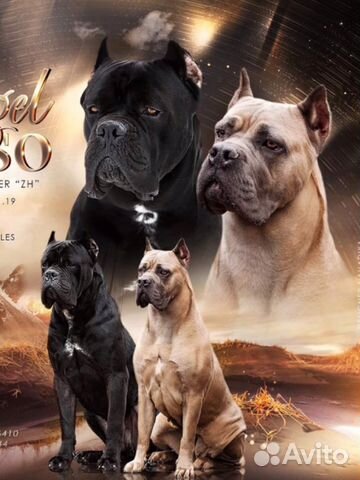 Кане Корсо - племенной питомник