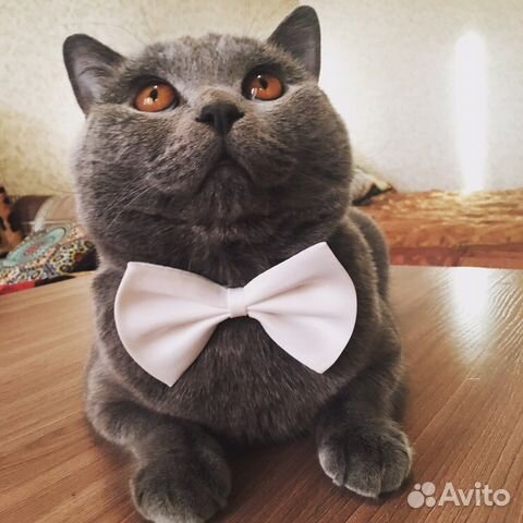 Британец для вязки(хочет жениться)