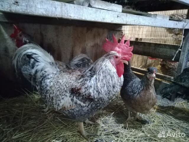 Петухи, индюки, индоутки