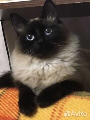 Ждём жениха