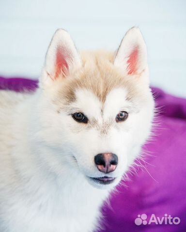 Продается щенок породы Сибирский хаски