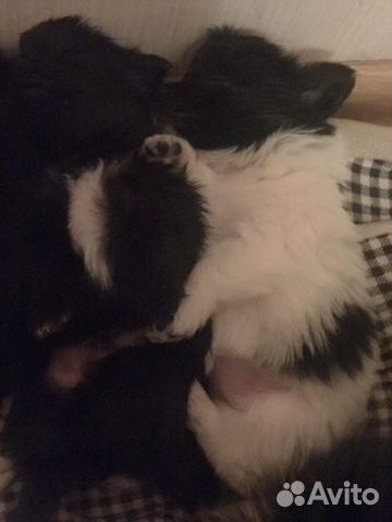 Продаются щенки