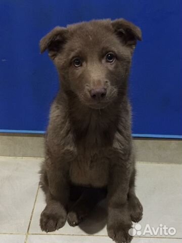 Шоколадный мальчик ищет дом