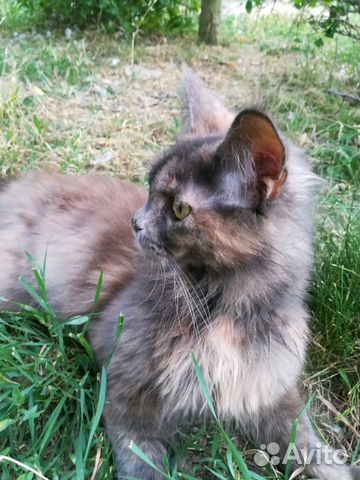 Перс и Дымка