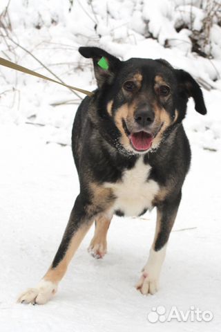 Ева в поисках дома