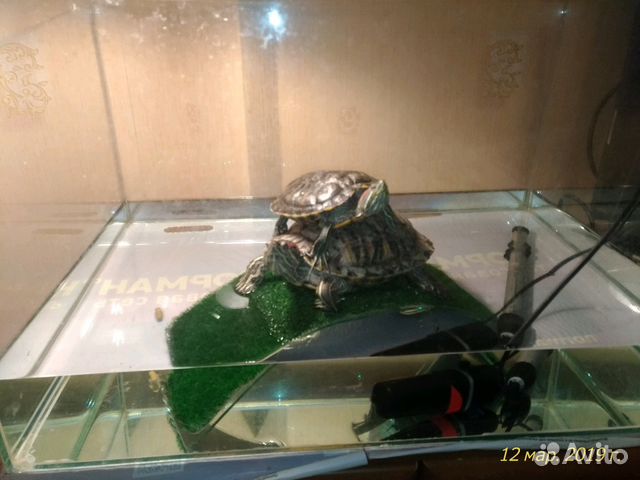 Красноухие черепахи