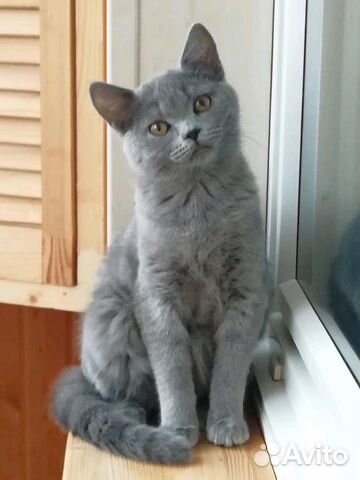 Британский котенок