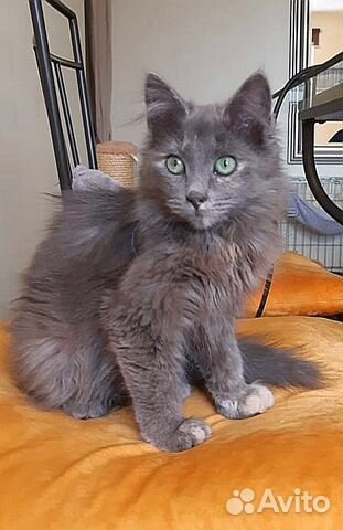 Котенок Мэри, 4 мес