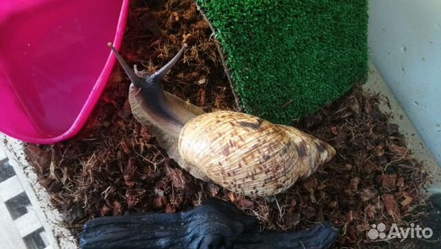 Улитка Ахатина (вместе с террариумом)