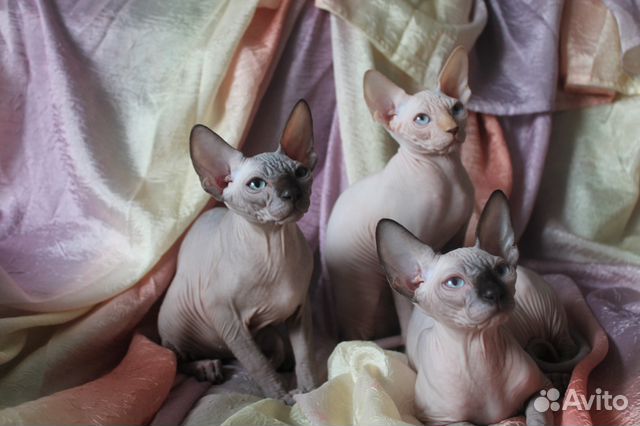Котики