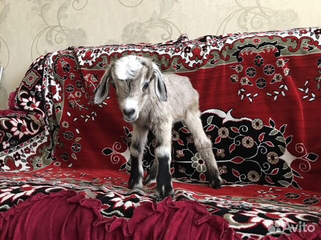 Козлик нубийский