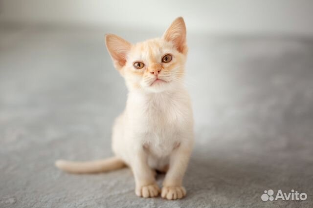 Котенок солнышко
