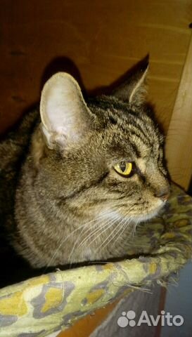 Европейская