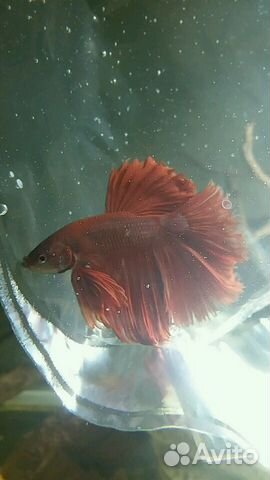 Петушок Супер Дельта рыбка