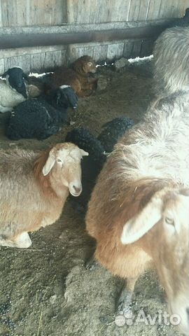 Овцы Гиссары