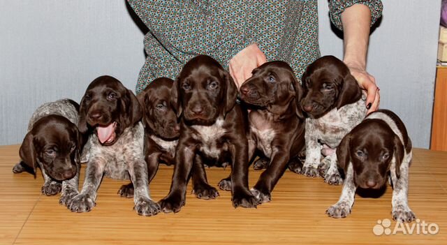 Продажа породистых щенков курцхаара