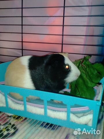 Морские свинки (две девочки) с приданным