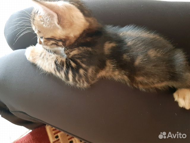 Бенгальская кошечка