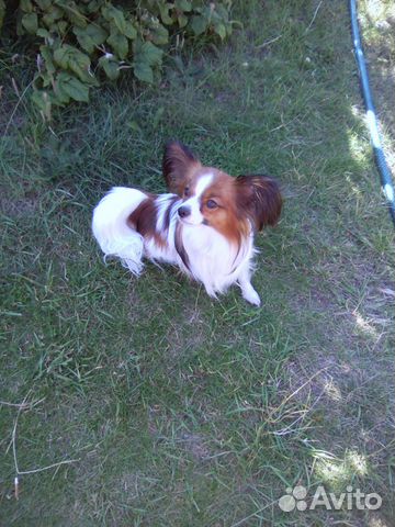 Продам папийона