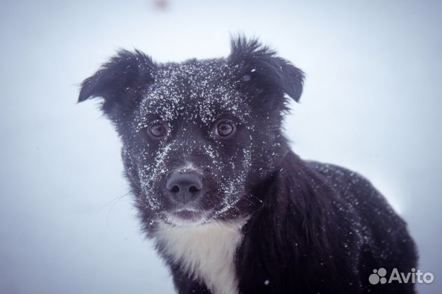 Щенок багира