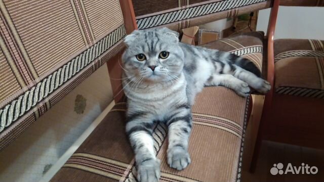 Шотландский вислоухий молодой котик