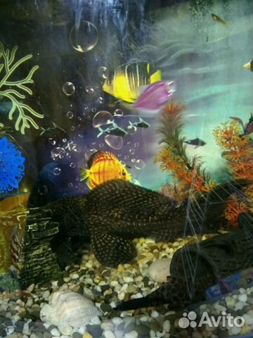 Сом парчовый анциструс