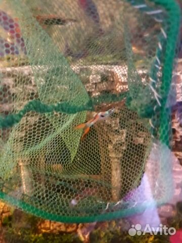 Гуппи эндлера пара