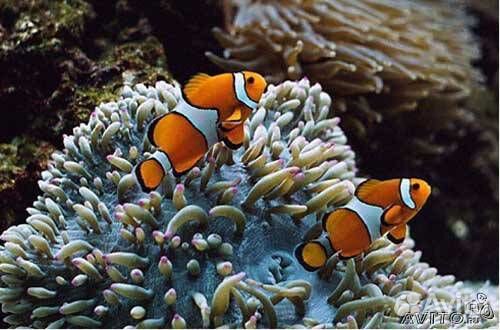 Морские рыбки