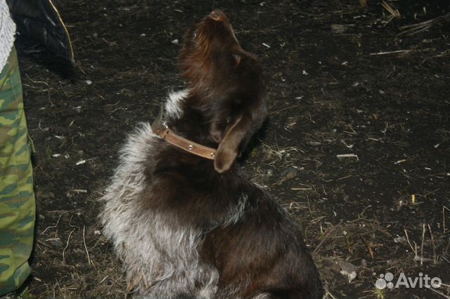 Метис Дратхаар/Спаниель