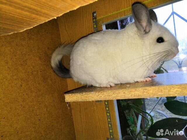 Шиншилла мальчик