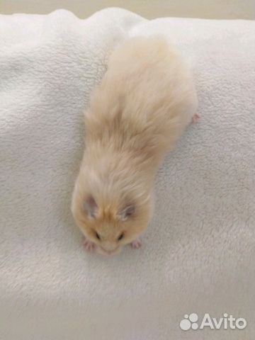 Плюшевая хомка в добрые руки