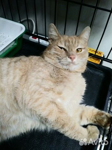 Рыжулькин ищет дом