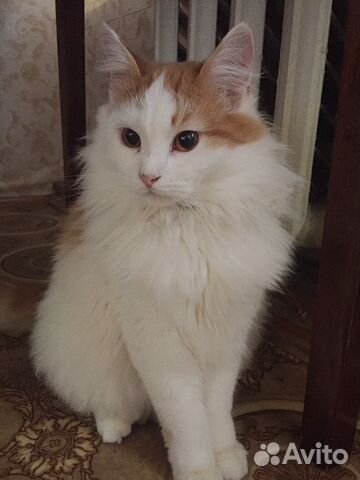 Котёнка в добрые руки