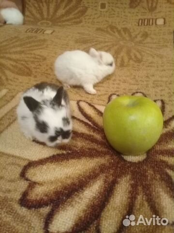 Продаются карликовые крольчата