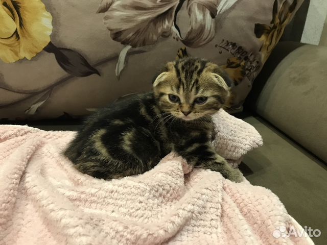 Шотландская