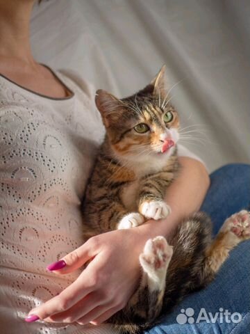 Красивая трехцветочка в хорошие руки в дар