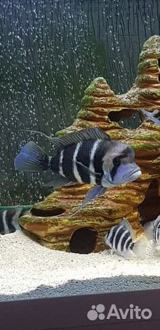 Фронтоза (Cyphotilapia frontosa)