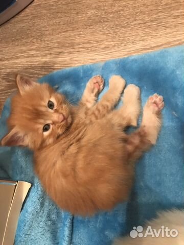 Котята курильского бобтейла