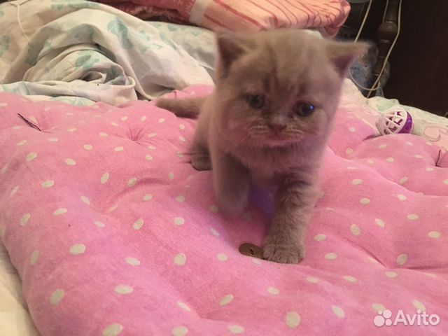 Продам шотландских котят