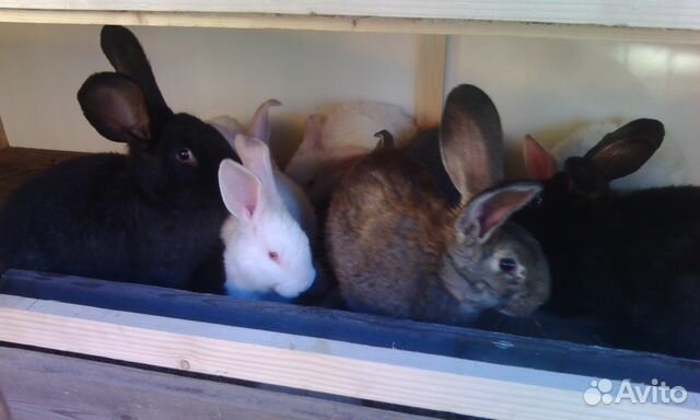 Продаю кроликов разного возраста